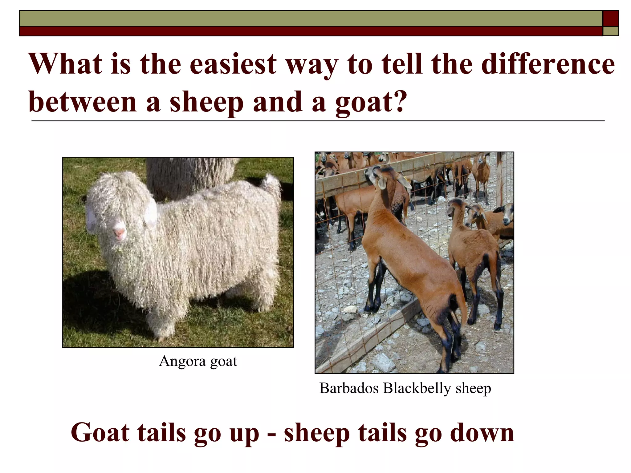 An overview of sheep and goats | PPT
