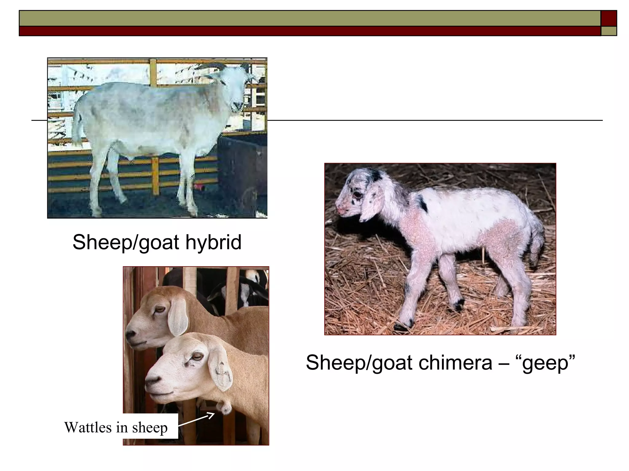 An overview of sheep and goats | PPT