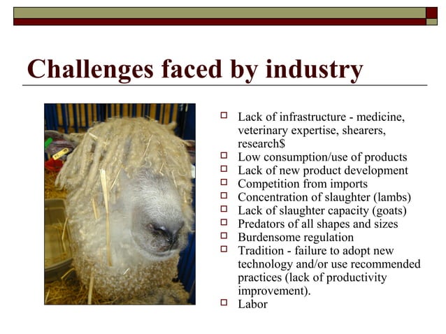 An overview of sheep and goats | PPT