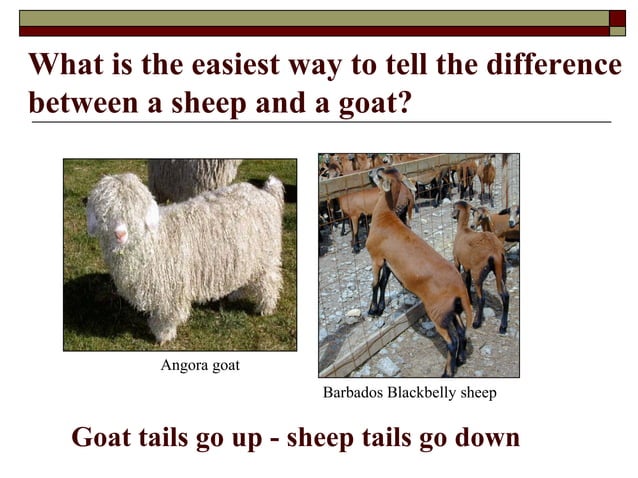 An overview of sheep and goats | PPT