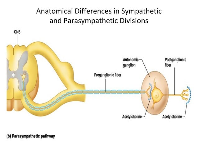 ANS (SYMPATHETIC and PARASYMPATHETIC) | PPT
