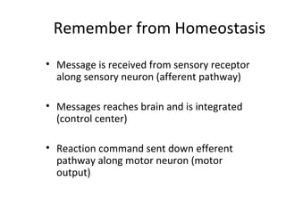 ANS (SYMPATHETIC and PARASYMPATHETIC) | PPT