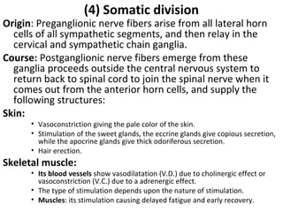 ANS (SYMPATHETIC and PARASYMPATHETIC) | PPT