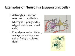 ANS (SYMPATHETIC and PARASYMPATHETIC) | PPT