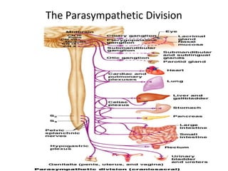 ANS (SYMPATHETIC and PARASYMPATHETIC) | PPT