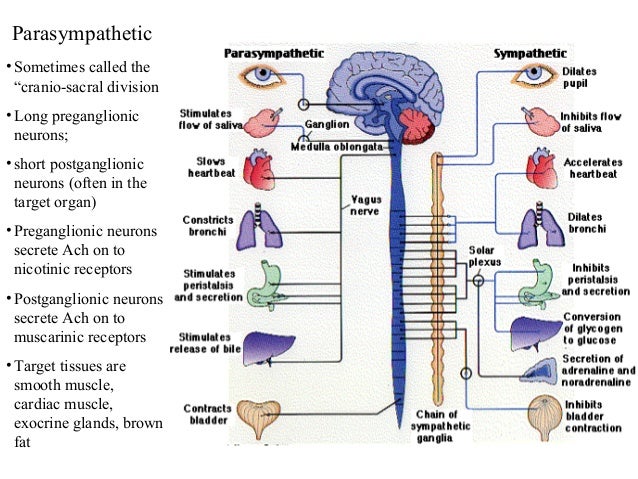 ANS (SYMPATHETIC and PARASYMPATHETIC)