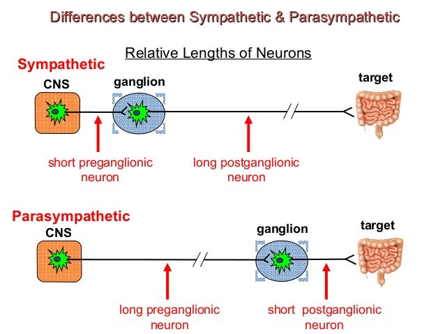 ANS (SYMPATHETIC and PARASYMPATHETIC)