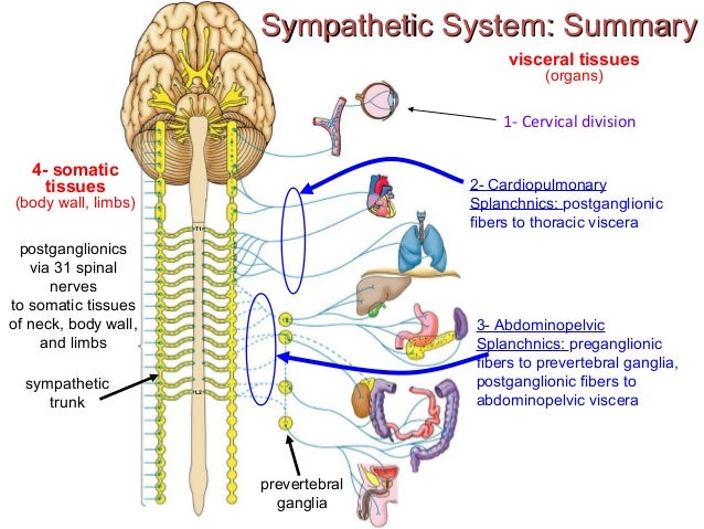 ANS (SYMPATHETIC and PARASYMPATHETIC)