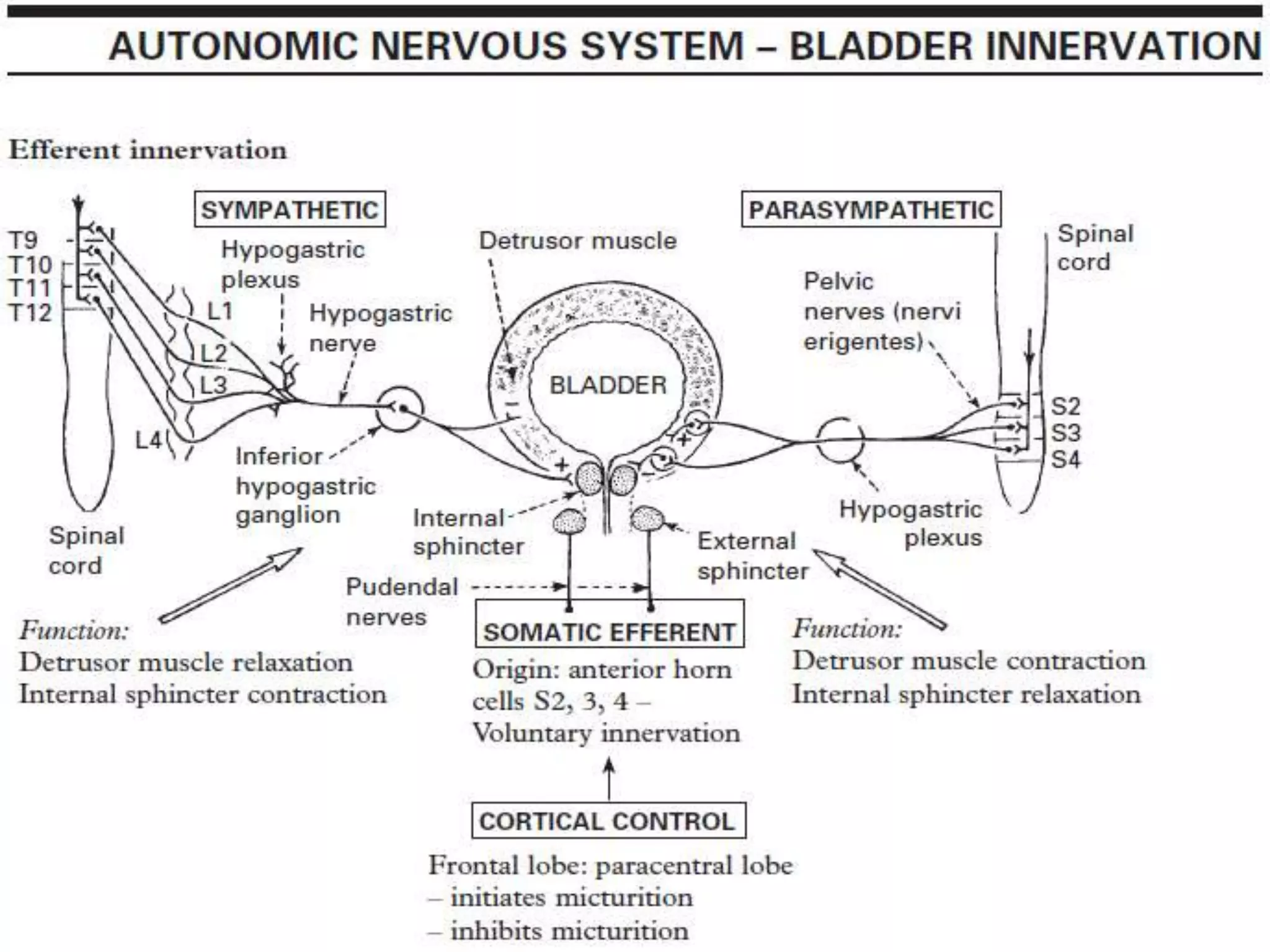 Clinical Significance of autonomic nervous System | PPT
