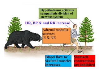 ANS for Med I teacher not .ppt autonomic nervous system for medical ...