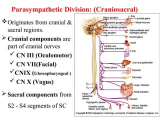 ANS for Med I teacher not .ppt autonomic nervous system for medical ...