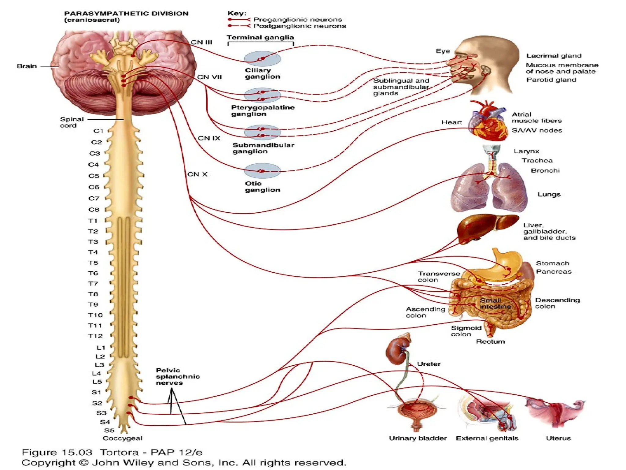 ANS FUNCTIONS AND CLINICAL EVALUATION.pptx