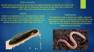 Kingdom Animalia | PPT