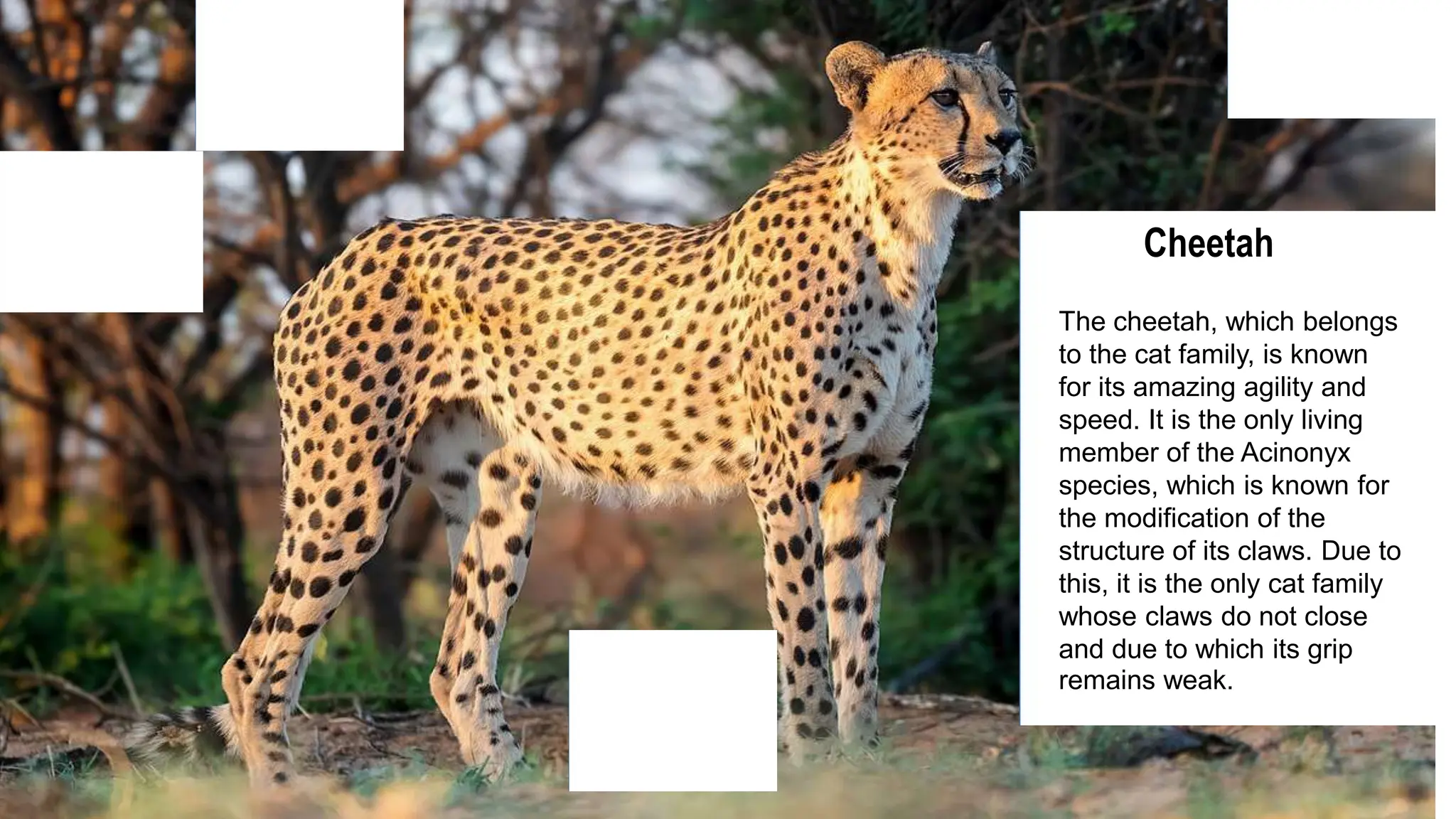 Ppt on jungle animals for a average school project | PPT