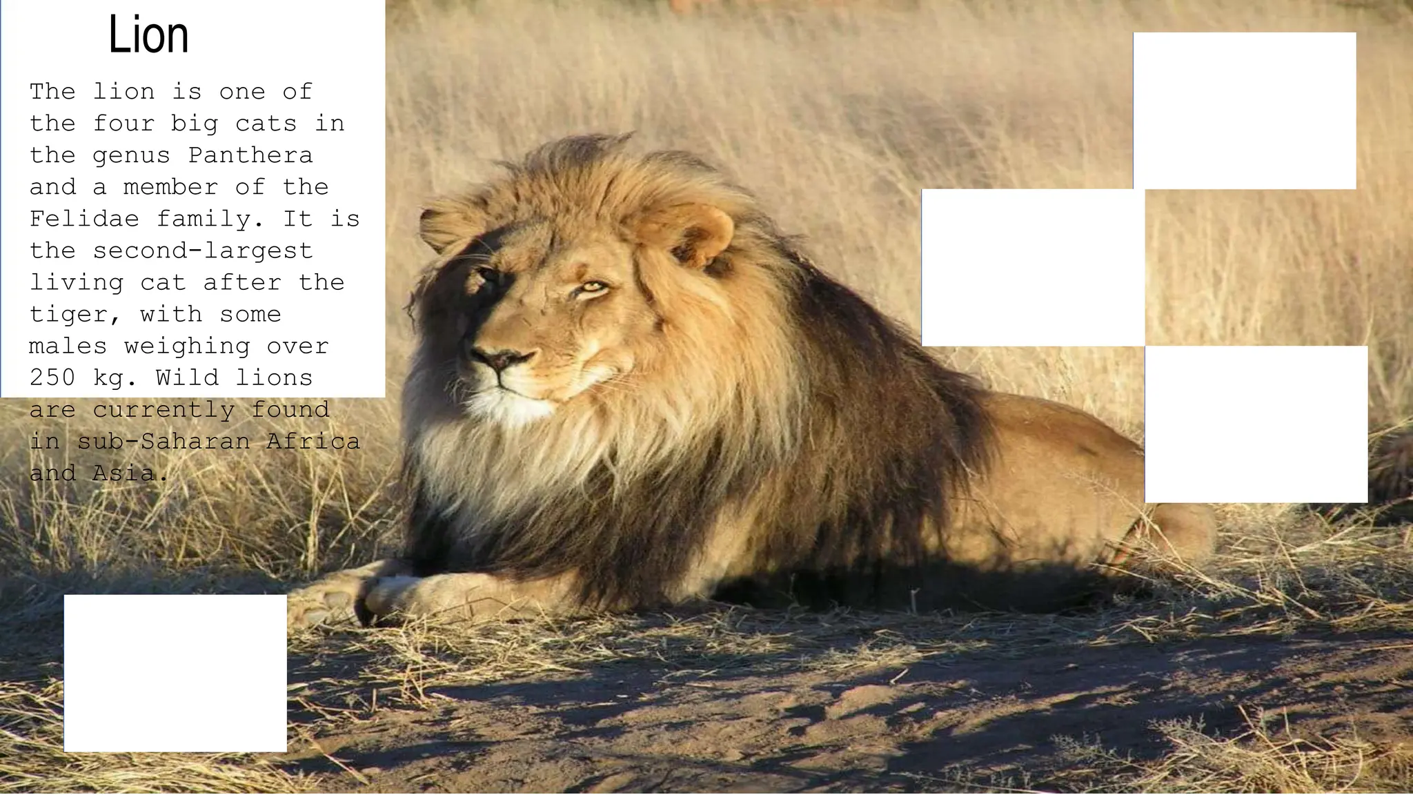 Ppt on jungle animals for a average school project | PPT