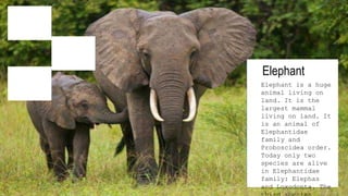 Ppt on jungle animals for a average school project | PPTX