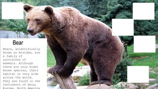 Ppt on jungle animals for a average school project | PPTX