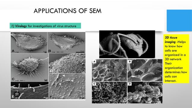 Anshika 37281.pptx SCANNING ELECTRON MICROSCOPY | PPTX