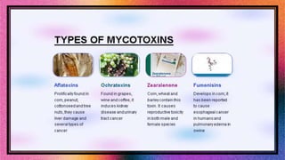 term mycotoxin is derived from the Greek word – ‘mykes’ meaning ‘fungus ...