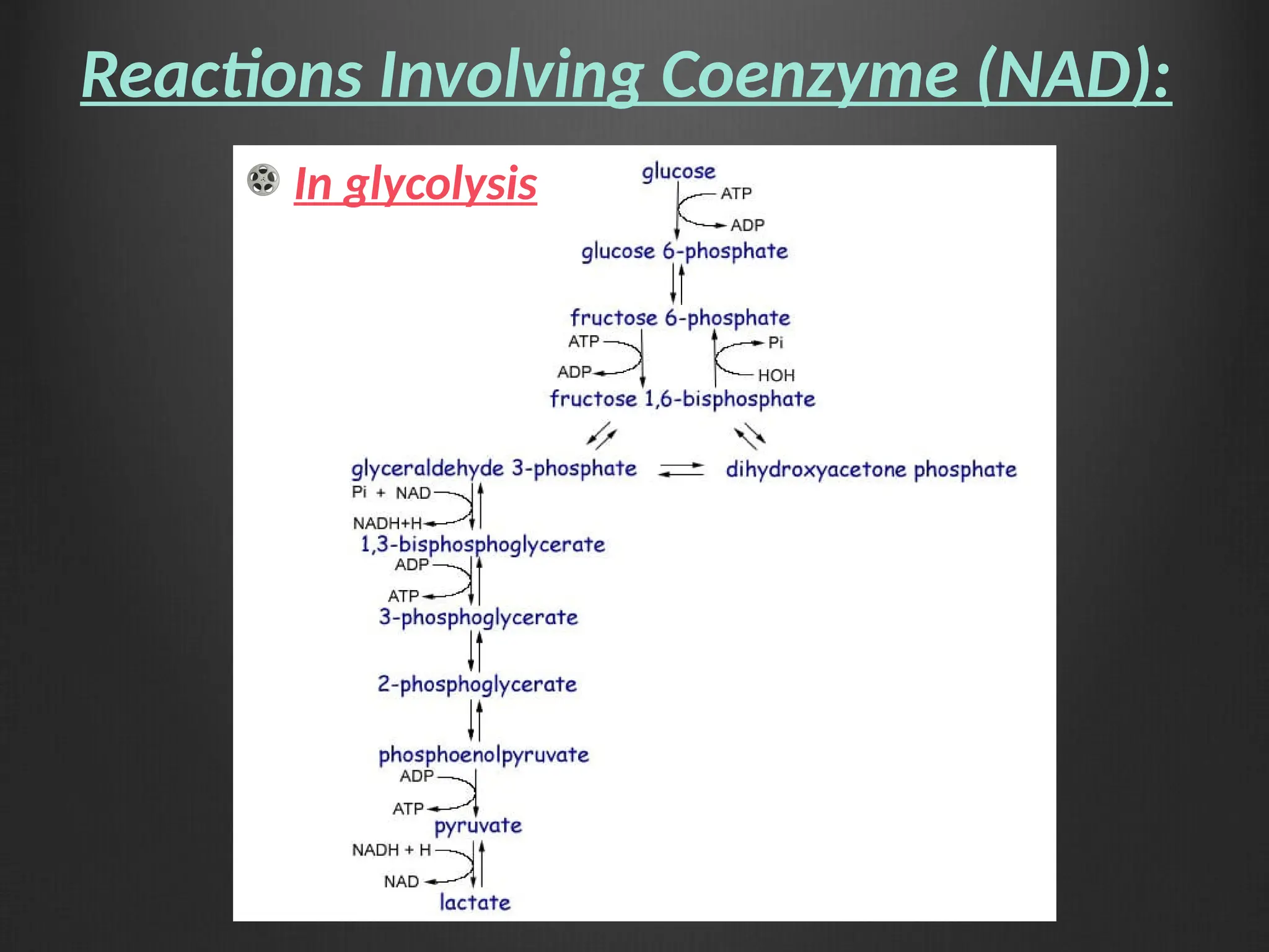 Role of NAD: A Crucial Cellular Coenzyme.pptx | Chemistry | Science