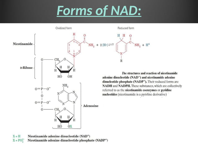 Role of NAD: A Crucial Cellular Coenzyme.pptx | Chemistry | Science