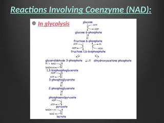 Role of NAD: A Crucial Cellular Coenzyme.pptx