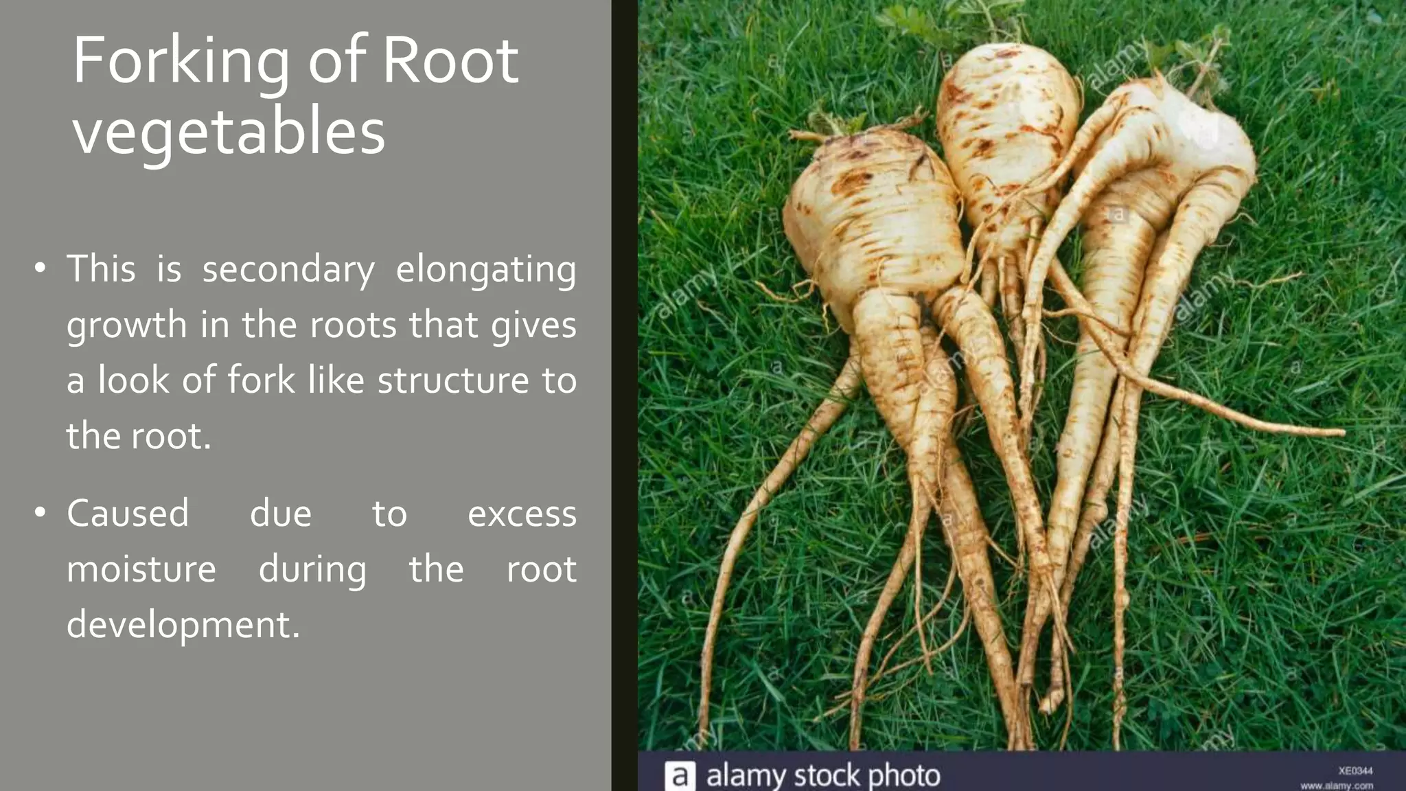 Physiological disorders of vegetables | PPTX