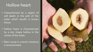 Physiological disorders of vegetables | PPTX