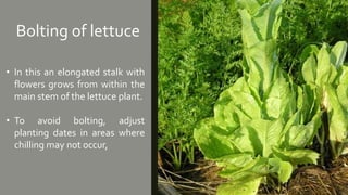 Physiological disorders of vegetables | PPTX