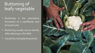 Physiological disorders of vegetables | PPTX