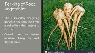 Physiological disorders of vegetables | PPTX