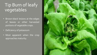 Physiological disorders of vegetables | PPTX