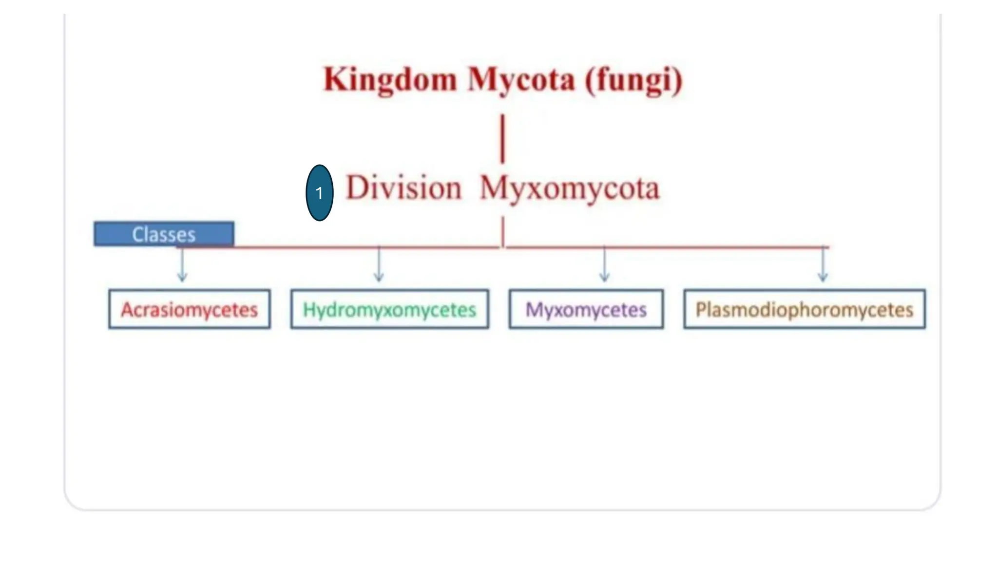 Fungal taxonomy present by university of Allahabad Uttar pradesh | PDF