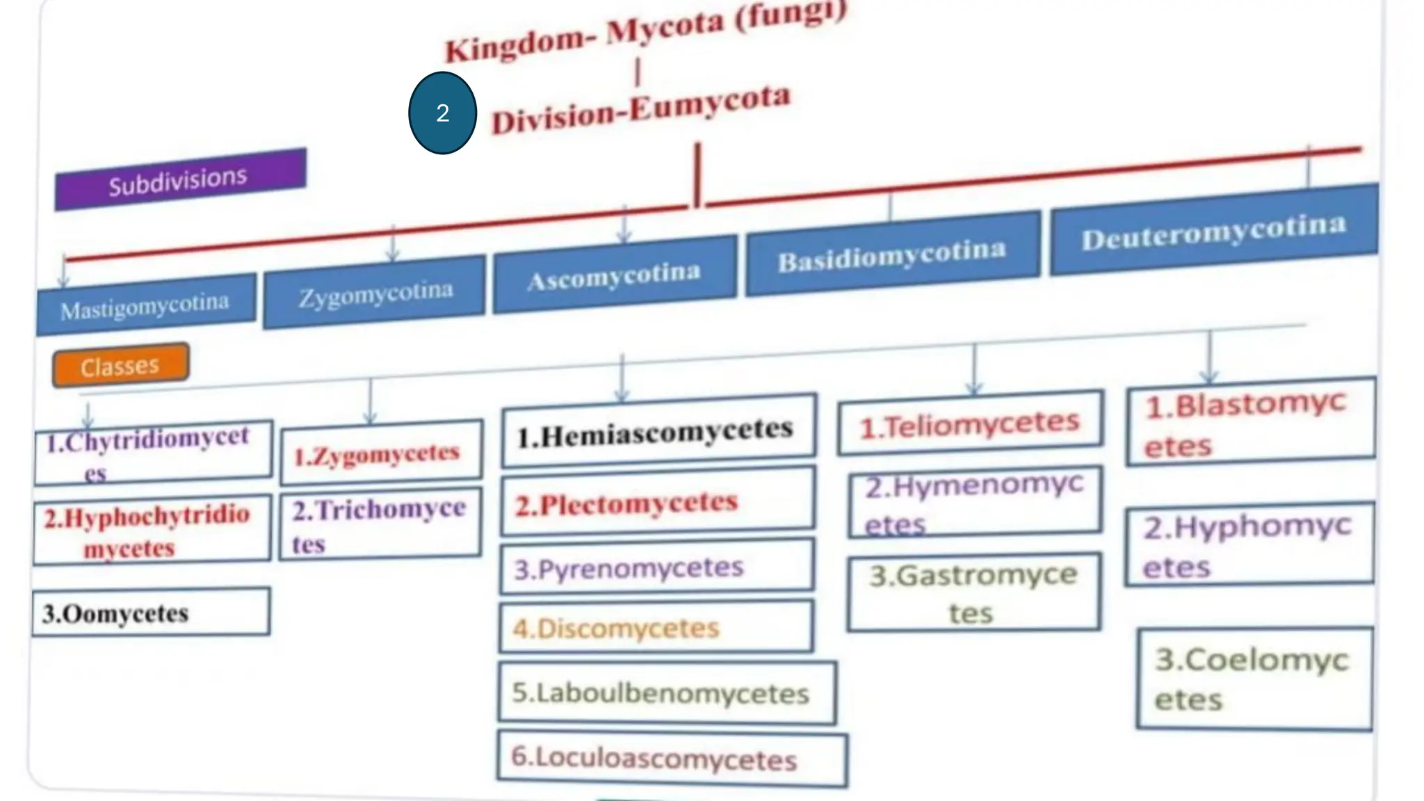 Fungal taxonomy present by university of Allahabad Uttar pradesh | PDF