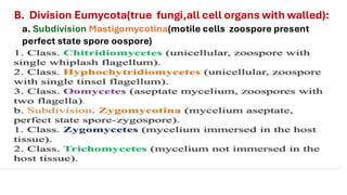 Fungal taxonomy present by university of Allahabad Uttar pradesh | PDF