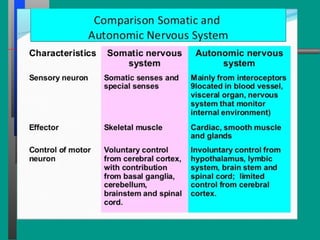 Somatic And Autonomic Nervous System Comparison