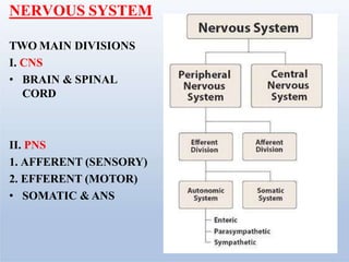 ANS introduction.pptx