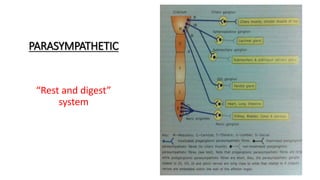 ANS introduction Dr sachin | PPTX | Brain and Nervous System Disorders ...