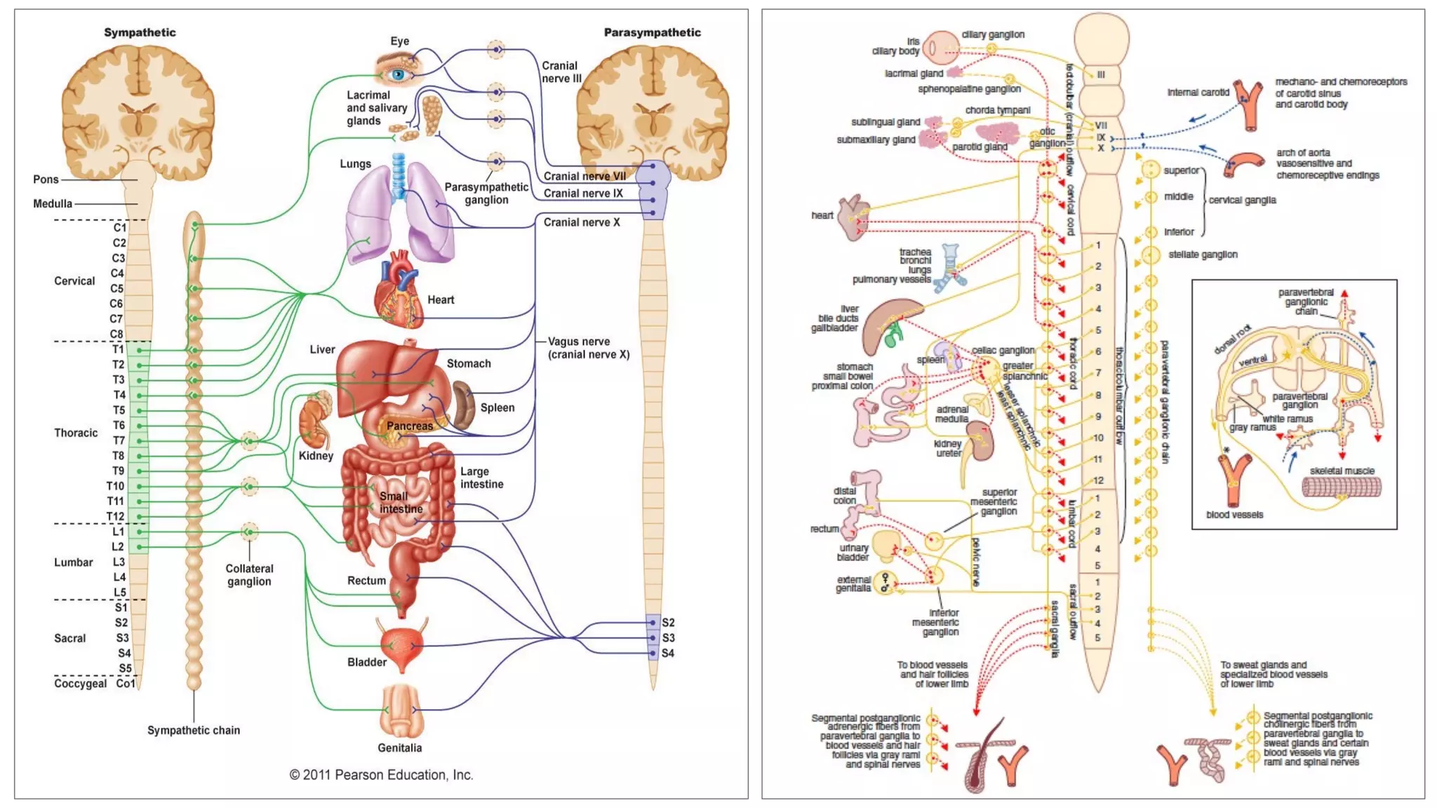 ANS_Introduction to Autonomic Anatomy.pdf