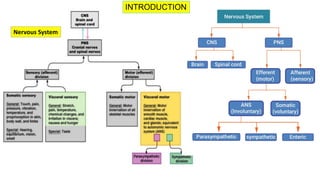 ANS_Introduction to Autonomic Anatomy.pdf