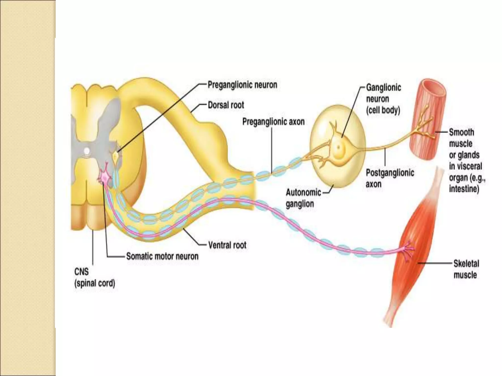 ANS_Lect-3.ppt | Brain and Nervous System Disorders | Diseases and Conditions