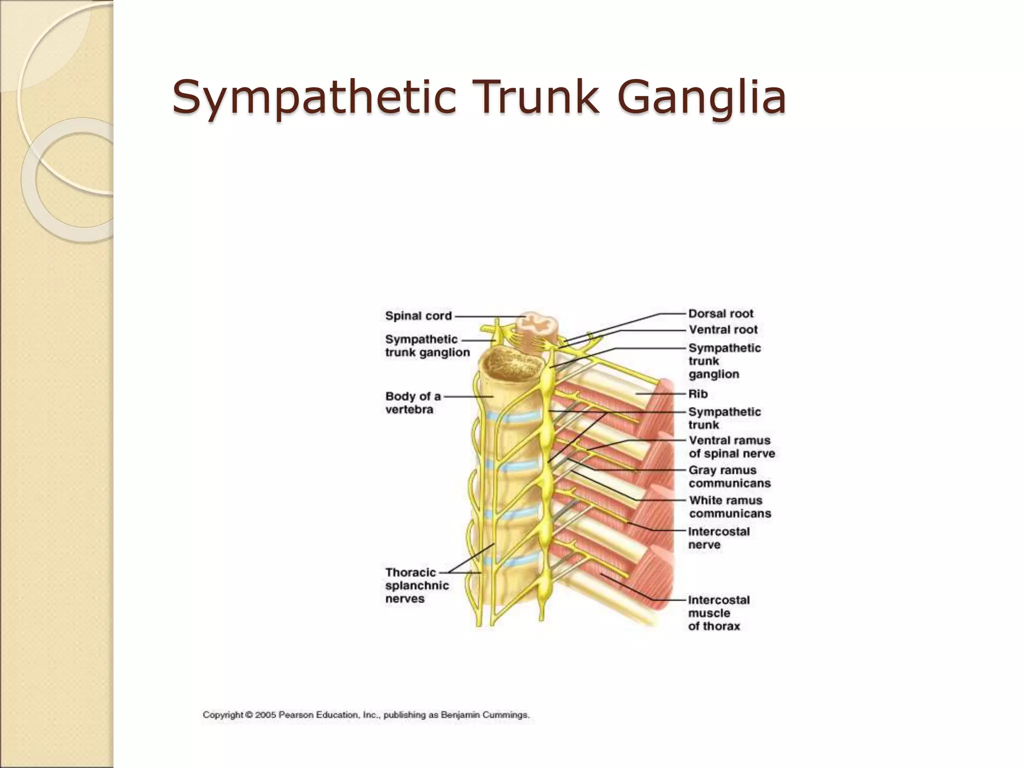 ANS_Lect-3.ppt | Brain and Nervous System Disorders | Diseases and Conditions