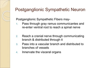 ANS_Lect-3.ppt | Brain and Nervous System Disorders | Diseases and Conditions