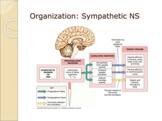 ANS_Lect-3.ppt | Brain and Nervous System Disorders | Diseases and Conditions