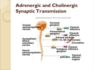 ANS_Lect-5.ppt sympathtic AND parasympathetic | PPT | Brain and Nervous System Disorders ...