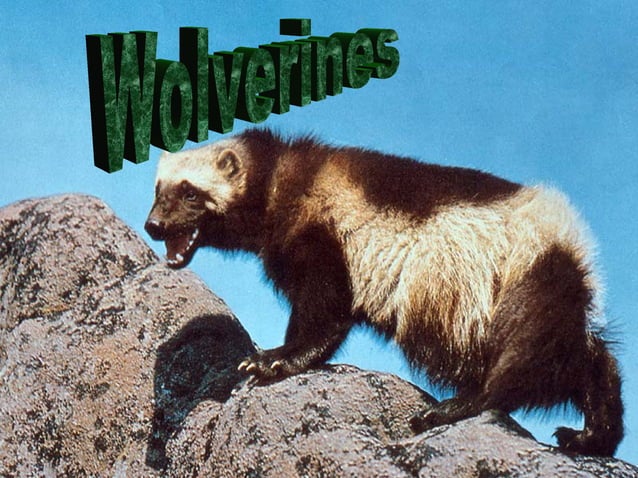 Wolverine | PPT