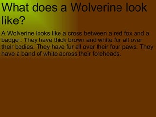 Wolverine | PPT