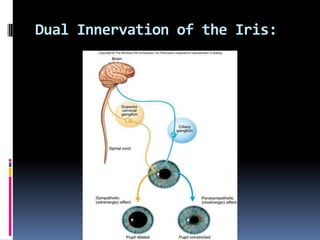 Ans(organization , subdivision and innervations) | PPTX