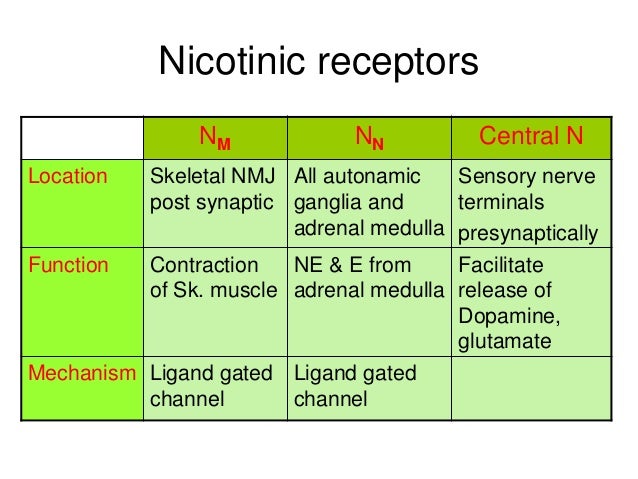 Ans (parasympathetic)