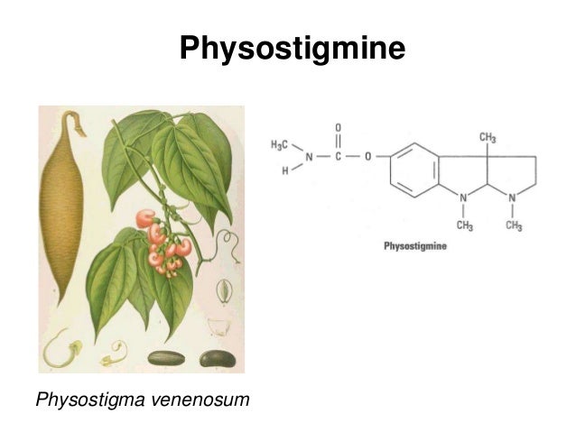 Ans (parasympathetic)